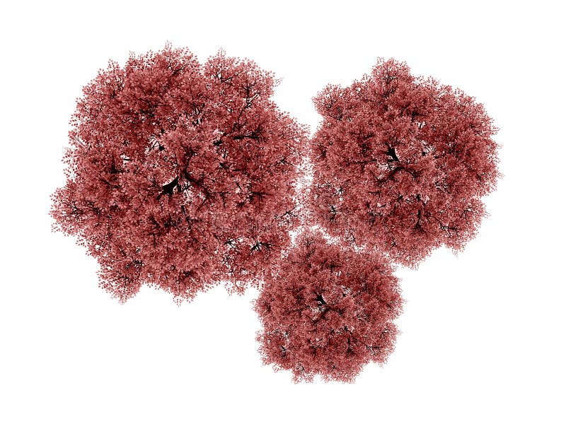 Top View Of Red Maple Tree Isolated On White Stock Illustration ...