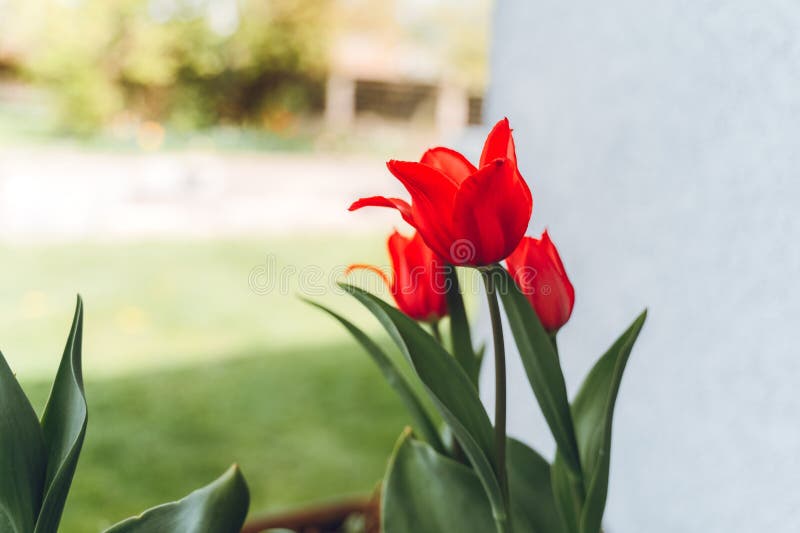 Three Red Tuips in the Backyard Stock Photo - Image of tulips, flora ...