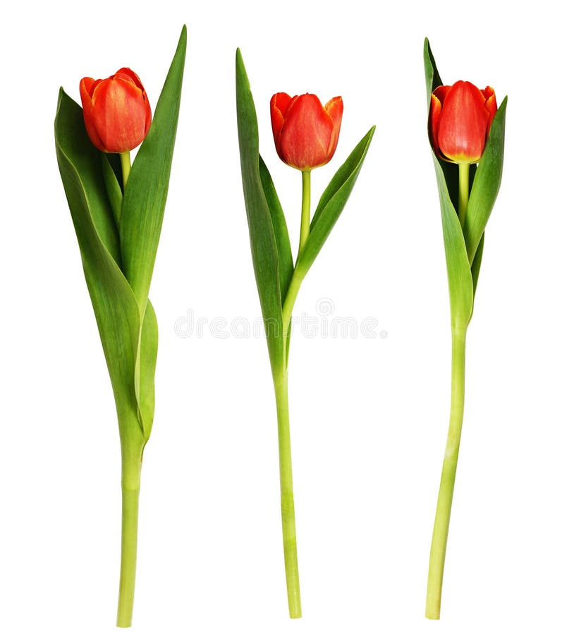Three red tulip flowers stock photo. Image of spring - 67791726
