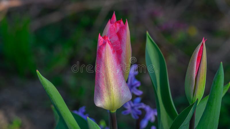 Three red tulip flowers stock image. Image of flowers - 313120717