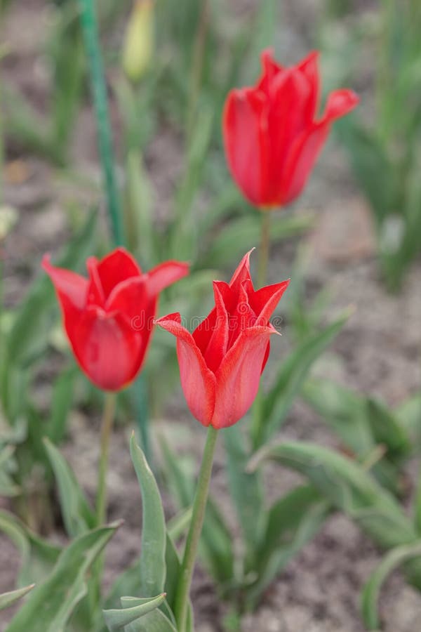 Three red tulip stock image. Image of sunlight, spring - 64103251