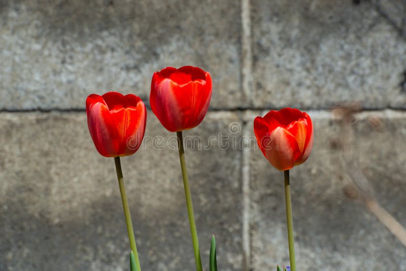 Three red tulips stock photo. Image of leaf, tulip, orange - 345292064