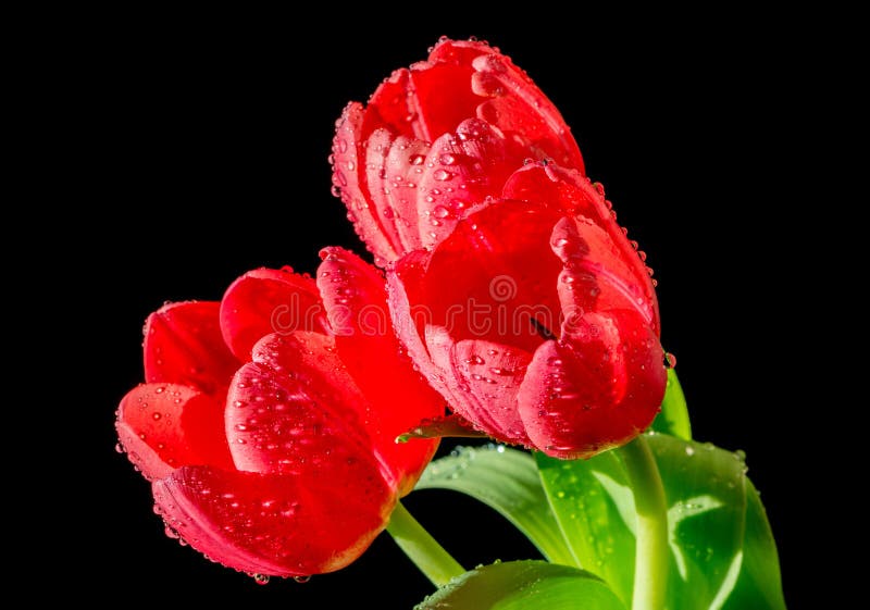 Three Red Tulips Bouquet Isolated. Stock Photo - Image of background ...