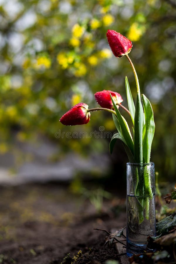 Three red tulips stock image. Image of flowers, nature - 91204705