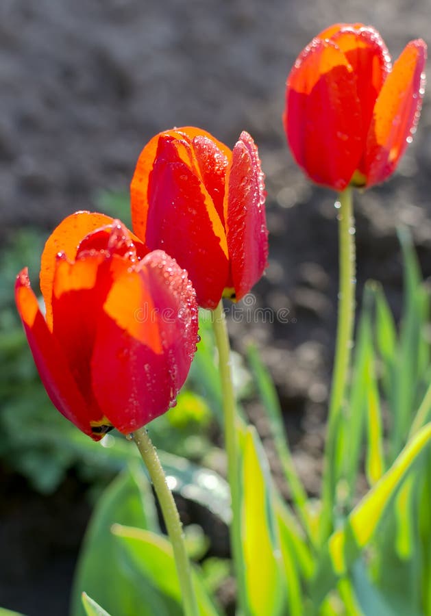 Three red tulips stock image. Image of nature, garden - 30777915
