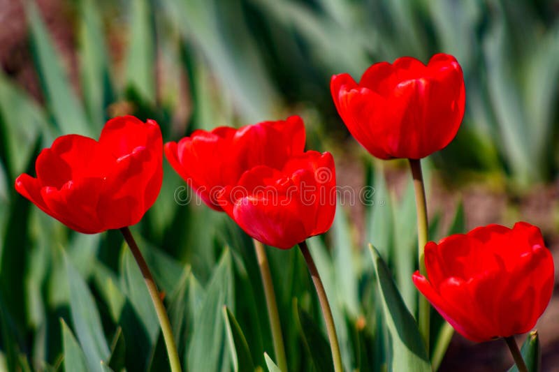Three Red Tulips in a Field of Green Leaves Stock Image - Image of ...