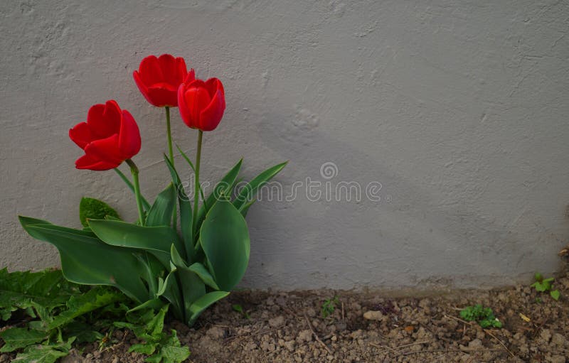 Three Red Tulips Form a Nice Contrast with the Wall Behind Stock Image ...