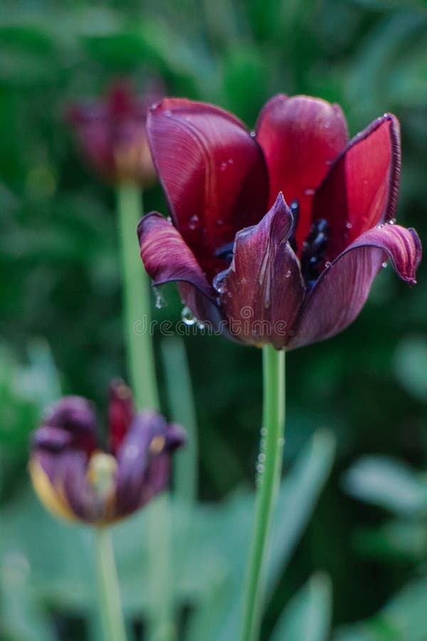 Three Red Tulips in the Garden Stock Image - Image of drops, sweet ...