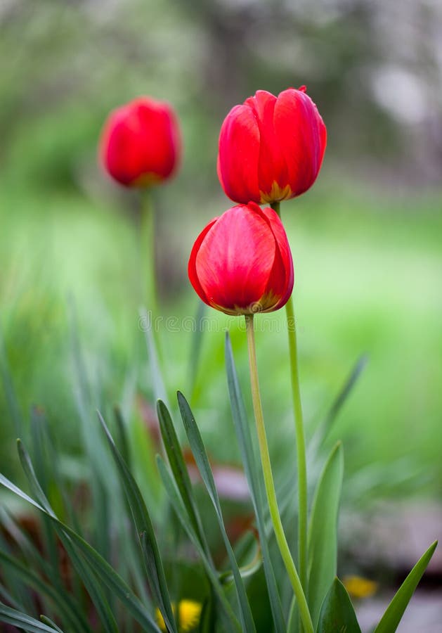 Three red tulips stock photo. Image of culture, traditional - 34381848