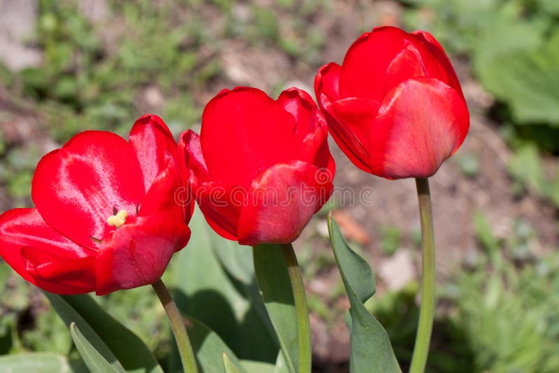 Three Red Tulips Grow in the Park Stock Photo - Image of grow, bouquet ...