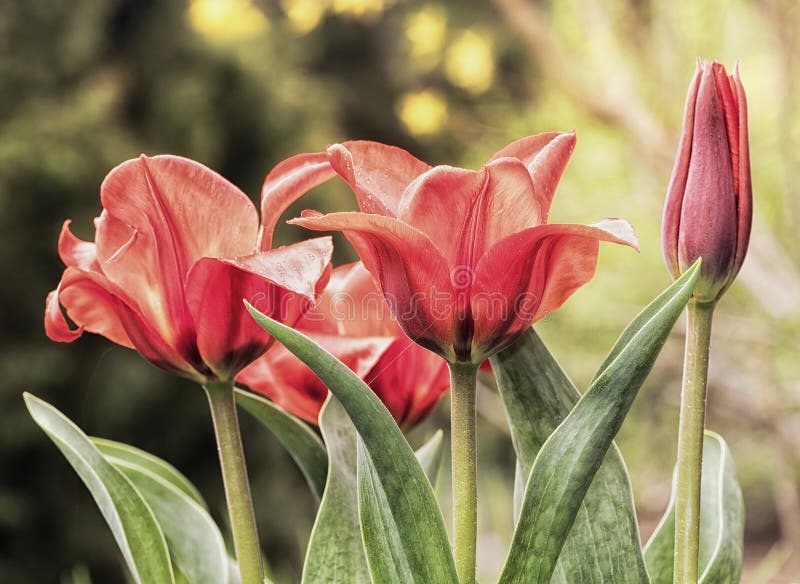 Three red tulips stock photo. Image of landscape, outdoor - 31085156