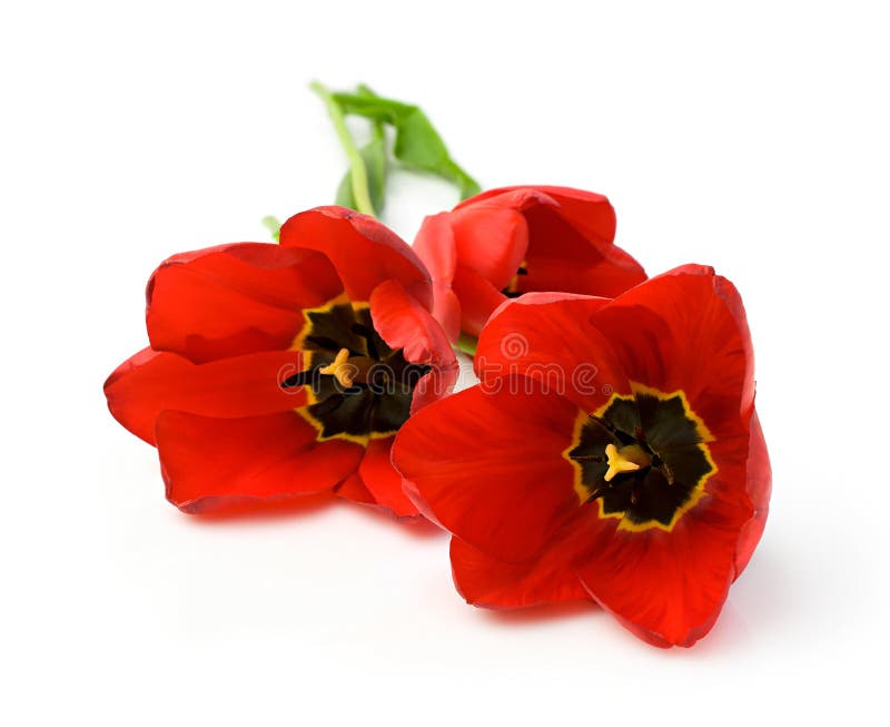 Three red tulips stock photo. Image of botany, love, copy - 53779782
