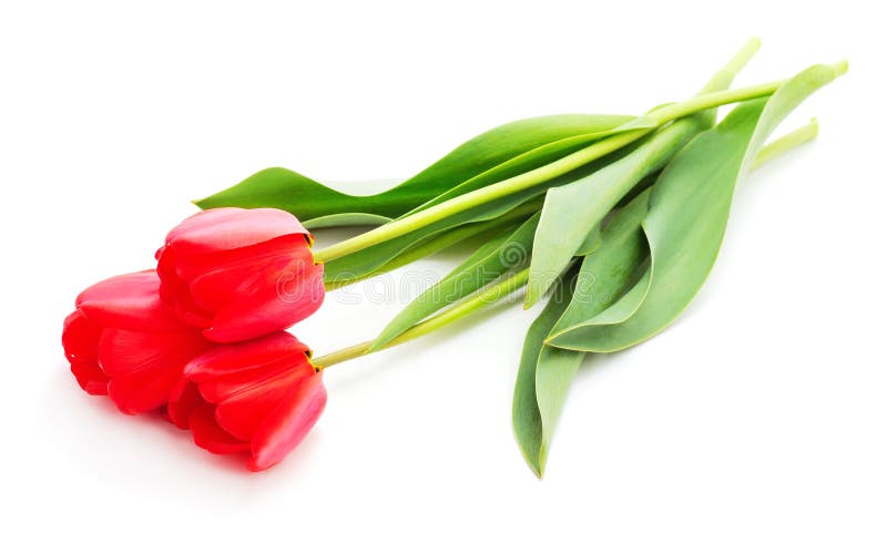 Three red tulips stock photo. Image of green, petal - 173974410