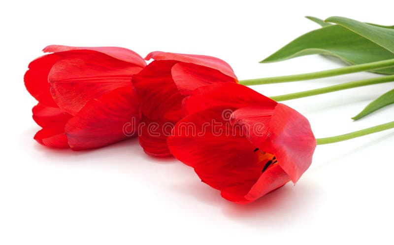 Three red tulips stock image. Image of springtime, flowers - 177501267