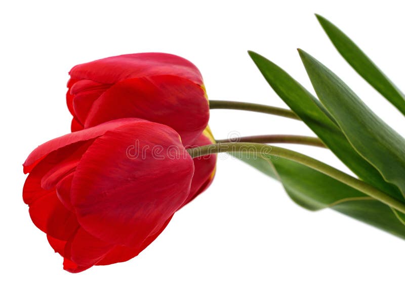 Three red tulips stock image. Image of objects, springtime - 182438785