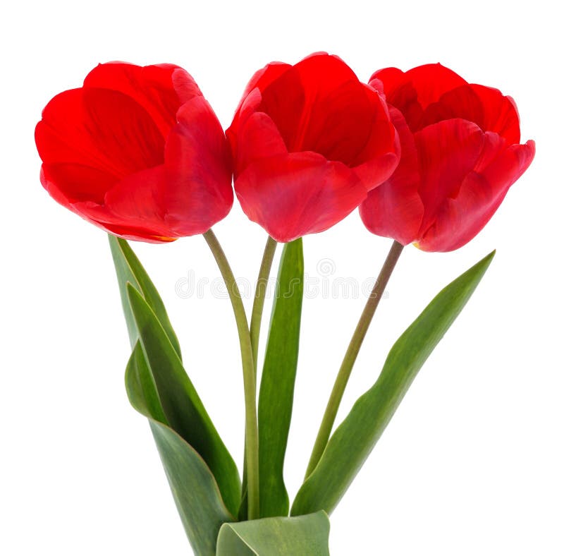 Three red tulips stock image. Image of beauty, bouquet - 188321989