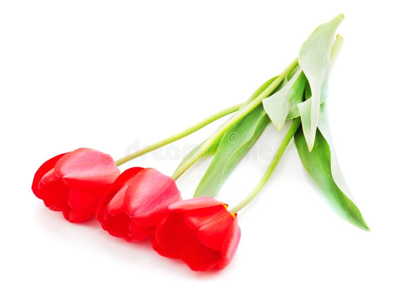Three red tulips stock photo. Image of closeup, isolated - 194124264