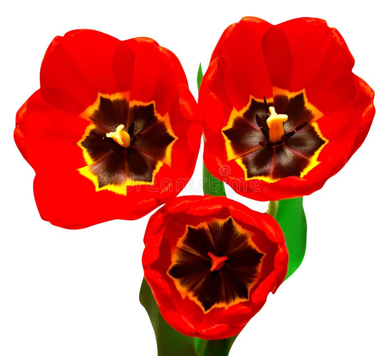 Three red tulips stock image. Image of beautiful, macro - 235882487
