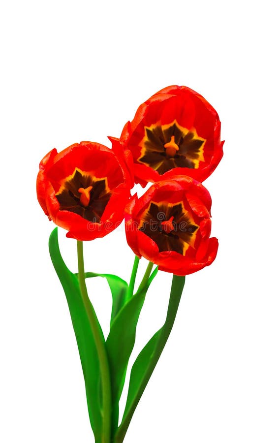 Three red tulips stock photo. Image of love, color, gift - 235882550