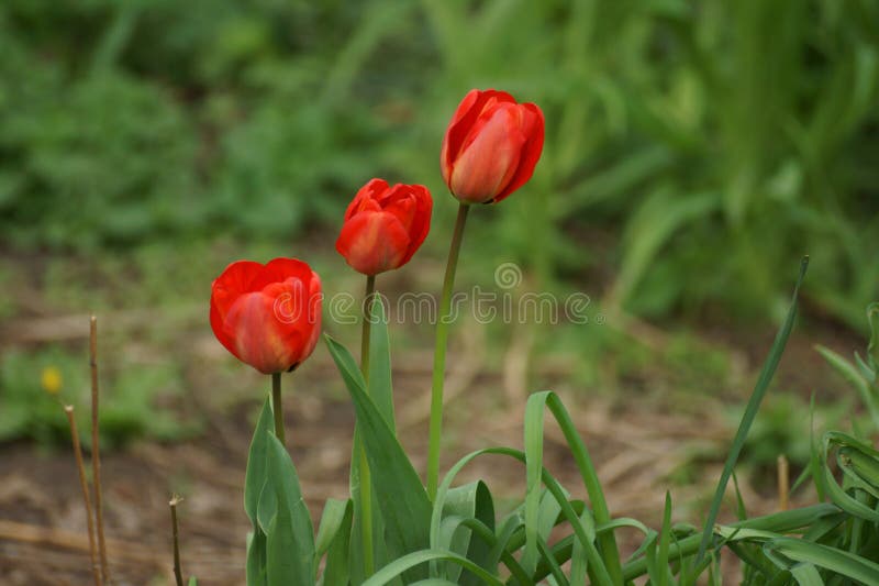 Three Red Tulips among Rare Green Grass Stock Image - Image of leaf ...