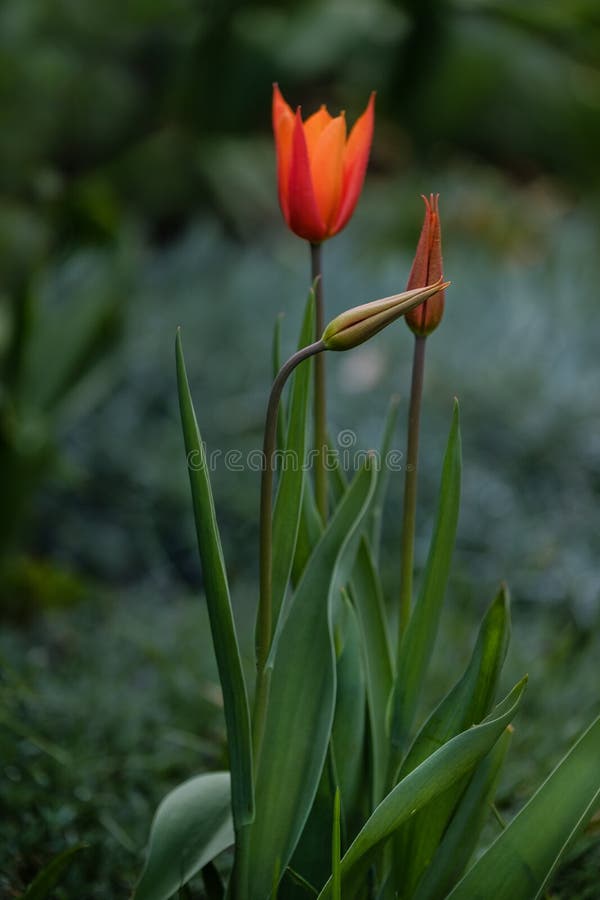 Three Red Tulips on a Soft Green Background. Red Flower of a Tulip ...