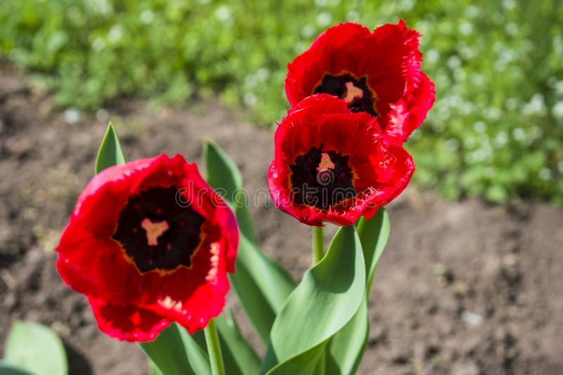 Three Red Tulips in the Sun in the Garden Stock Photo - Image of floral ...