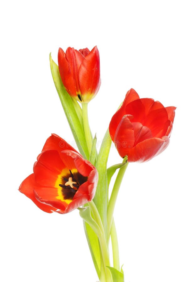 Three red tulips stock photo. Image of botany, background - 247413566