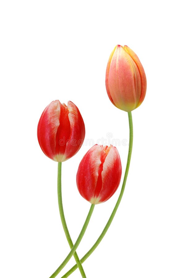 Three red tulips stock photo. Image of invitation, element - 29962496