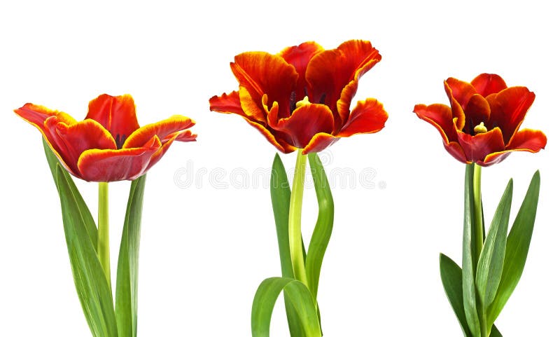 Three Red Tulips on a White Background Stock Photo - Image of green ...
