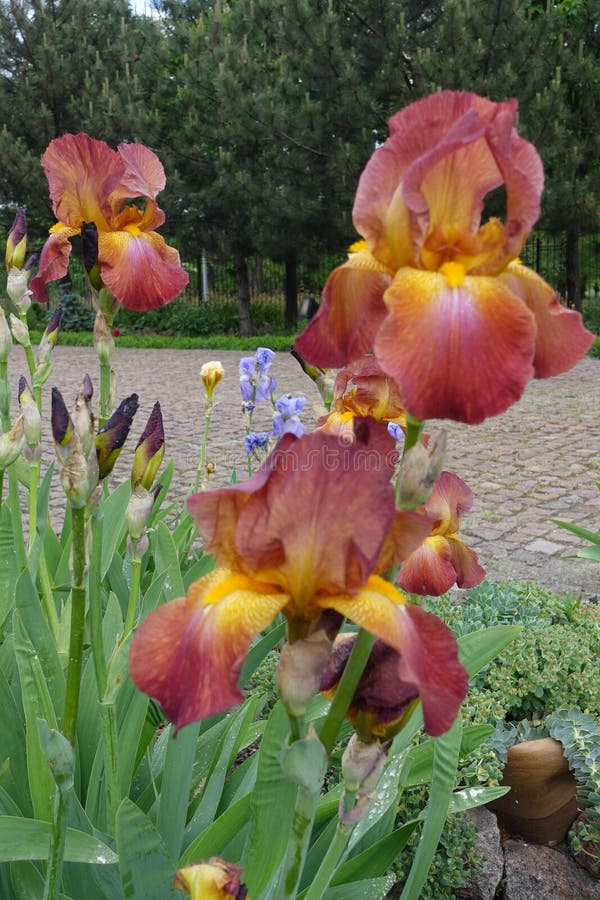 Three Red and Yellow Flowers of Iris Germanica Stock Image - Image of ...