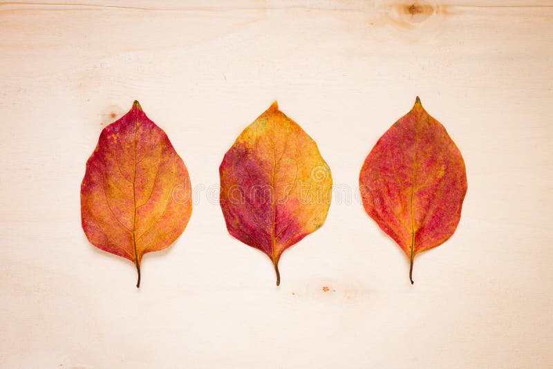 Three Red-yellow Leaves on a Board Stock Photo - Image of blank, leaf ...