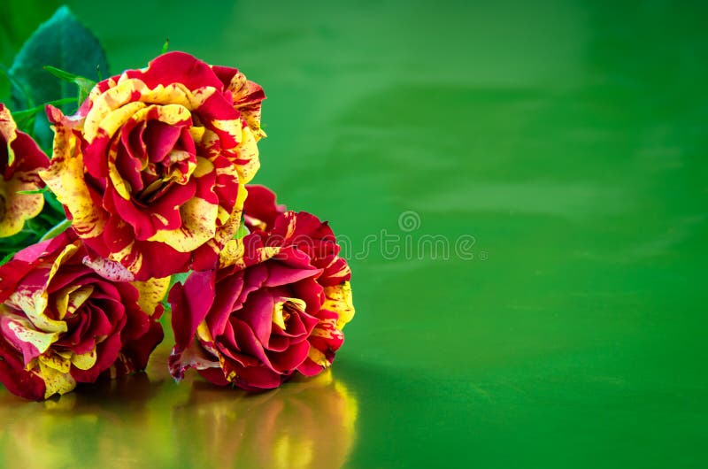 Three red and yellow roses stock image. Image of season - 60895525