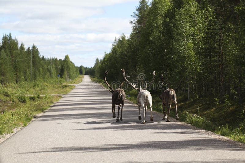 Reindeers on the road stock photo. Image of driving, reindeers - 31043368