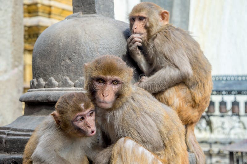 Three Rhesus Macaque Monkeys Stock Image - Image of mammal ...