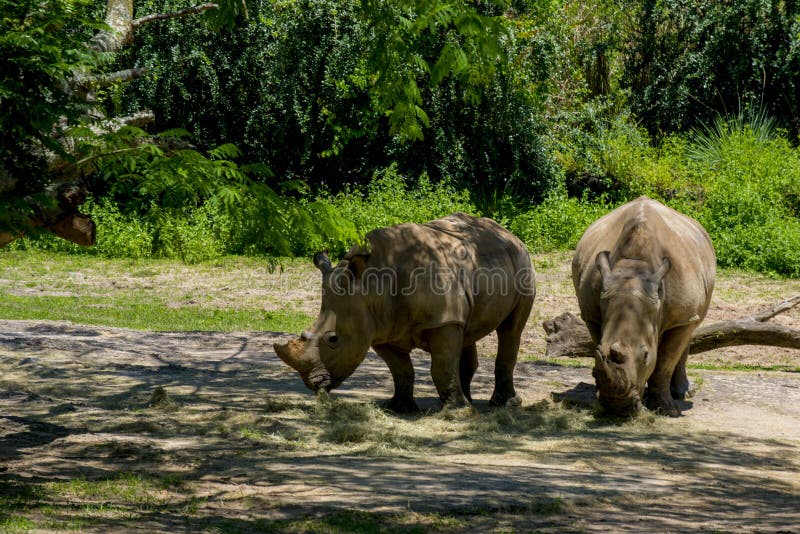 Three rhinos stock image. Image of three, eating, stripes - 88723537