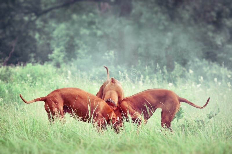 Three Rhodesian Ridgebacks Looking Something in Grass Stock Photo ...