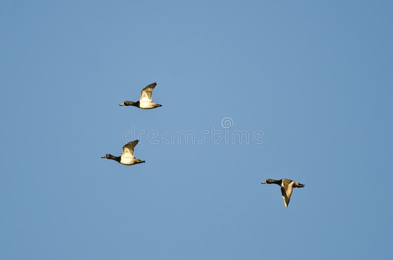 Three Ring-Necked Ducks Flying in a Blue Sky Stock Photo - Image of ...