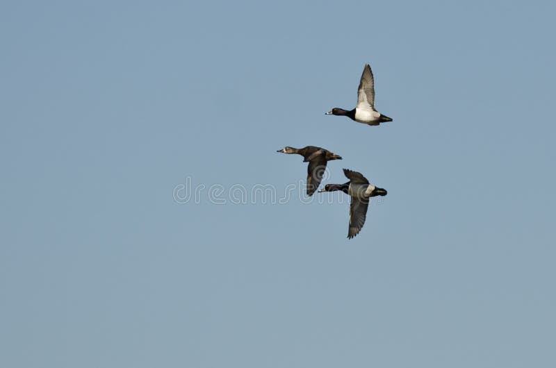 Three Ring-Necked Ducks Flying in a Blue Sky Stock Photo - Image of ...