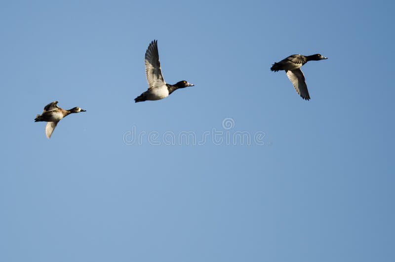 Three Ring-Necked Ducks Flying in a Blue Sky Stock Image - Image of ...