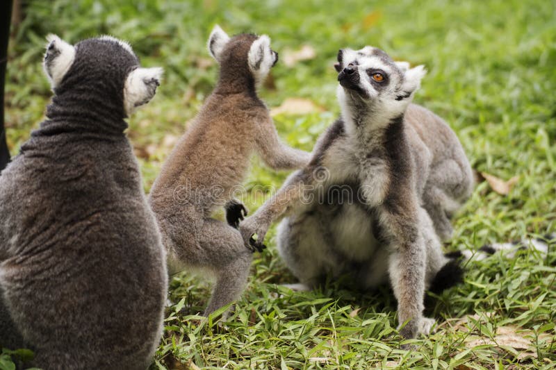 Three ring-tailed lemurs stock image. Image of elegant - 43128687