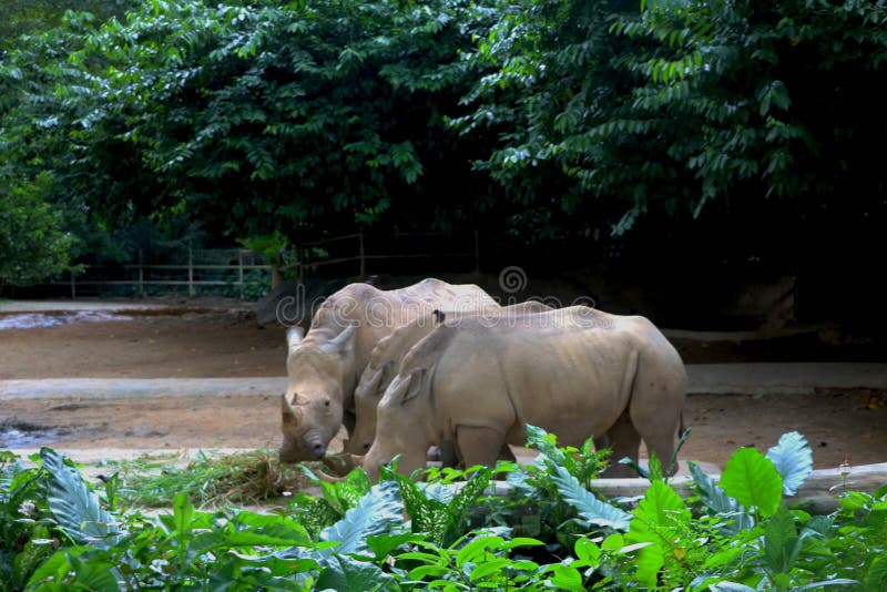 Three rino is eating food stock image. Image of park - 192588729