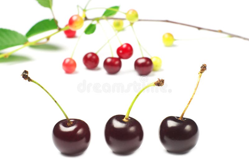Three ripe cherry stock image. Image of product, foodstuff - 25650195