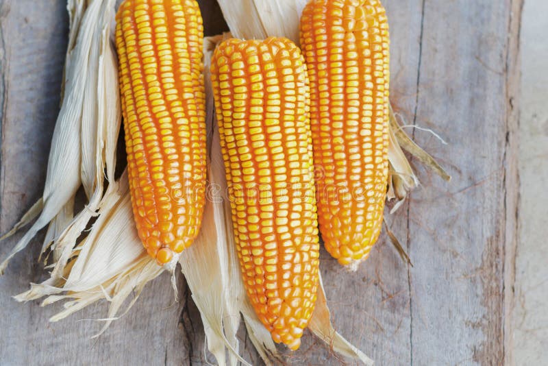 Three ripe corn on woods stock image. Image of maize - 116046631
