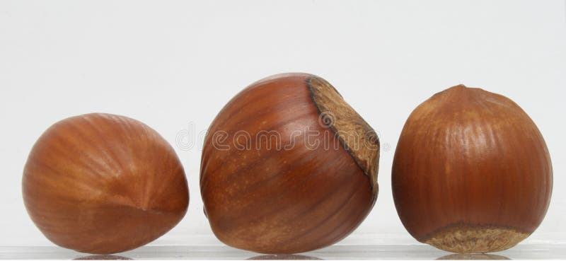 Three Ripe Hazelnuts in the Shell without Leaves, on a Glass Stand and ...