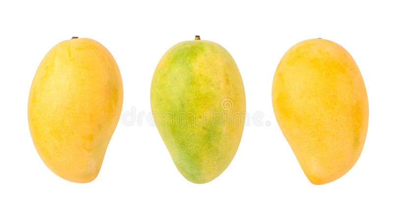 Three Ripe Mangoes Isolated on Transparent Background Stock Photo ...