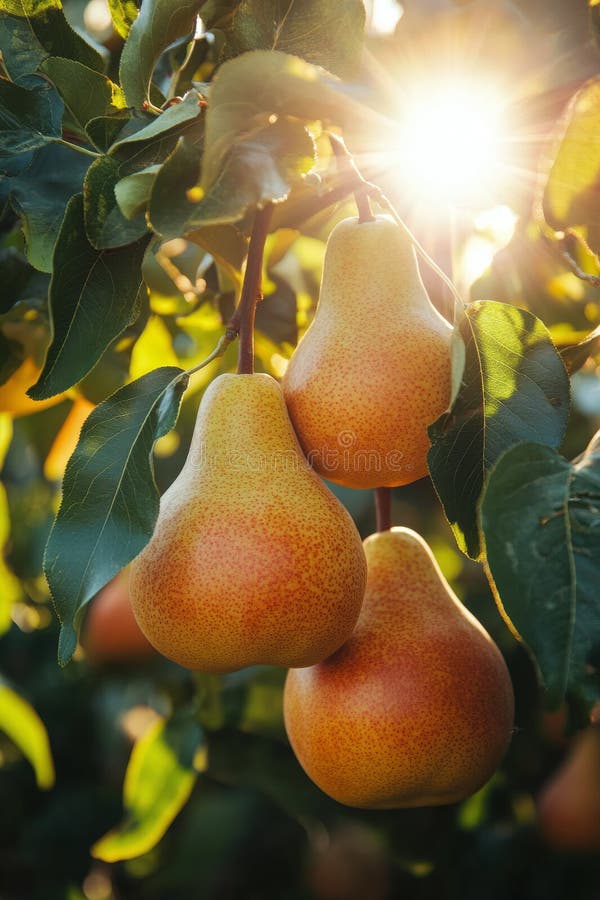 Ripe Pears Hanging on a Tree Branch at Sunset in an Orchard Stock Image ...