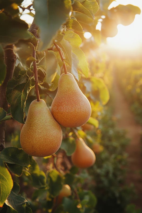 Ripe Pears Hanging on a Tree Branch at Sunset in an Orchard Stock Photo ...