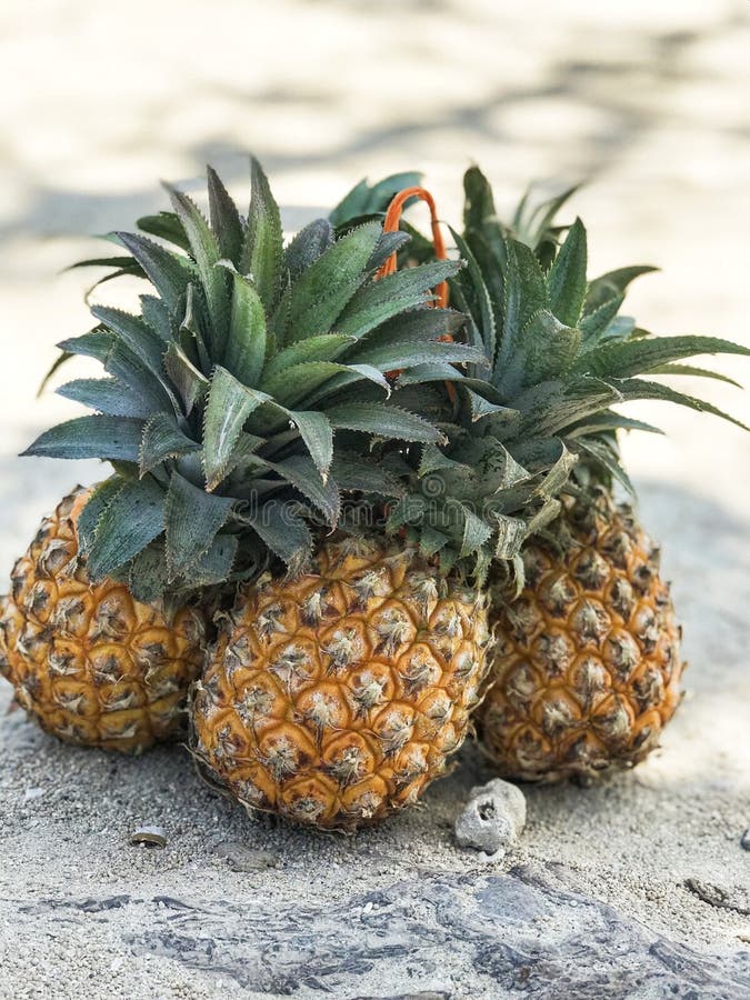 Three Ripe Pineapples Lying on a Sandy Surface Stock Image - Image of ...