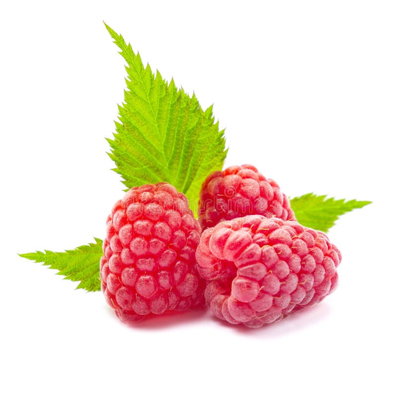 Three ripe raspberries stock photo. Image of collection - 122840504