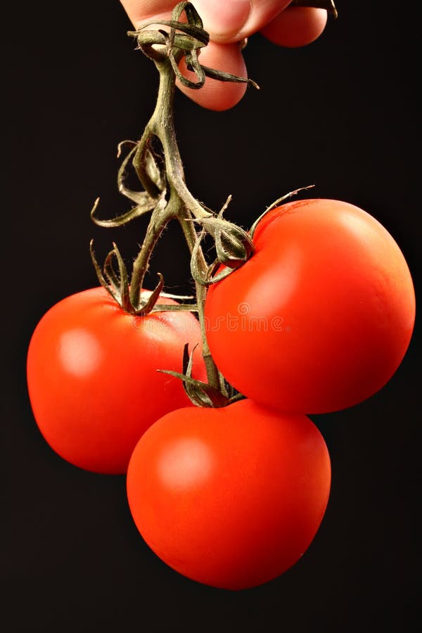 Three Ripe Tomatoes Hanging from Above on Black Stock Photo - Image of ...